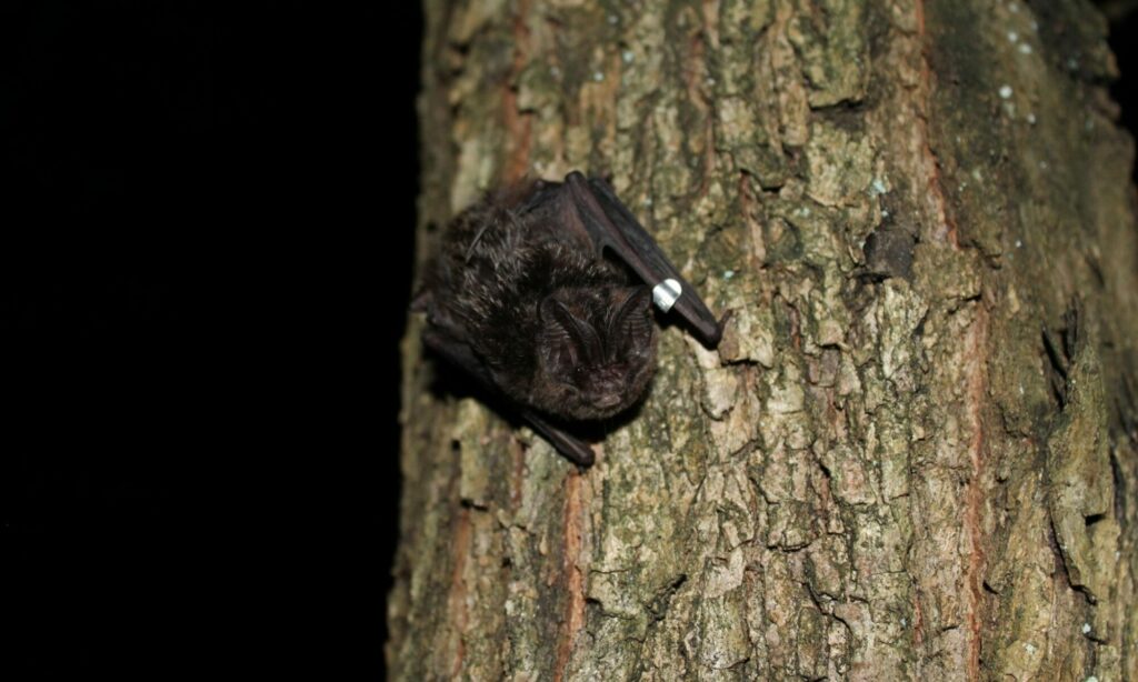 NIETOPERZE – nietoperze.pl